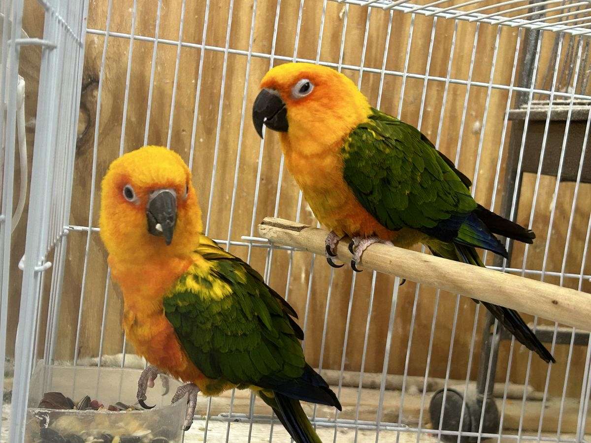 Beautiful young sun conure pair