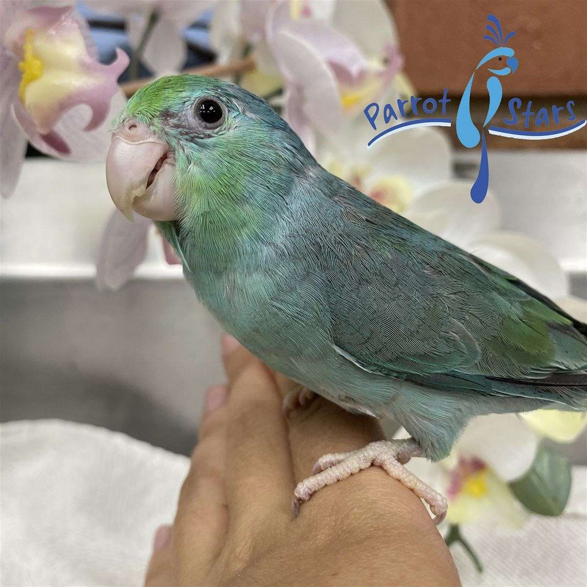Baby Turquoise Parrotlet Available at Parrot Stars