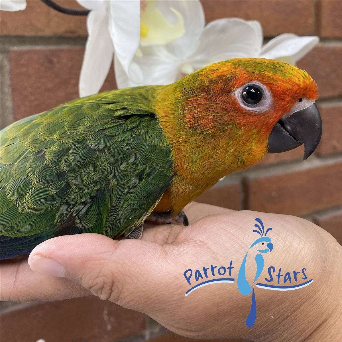 Baby (Normal) Sun Conure Available at Parrot Stars