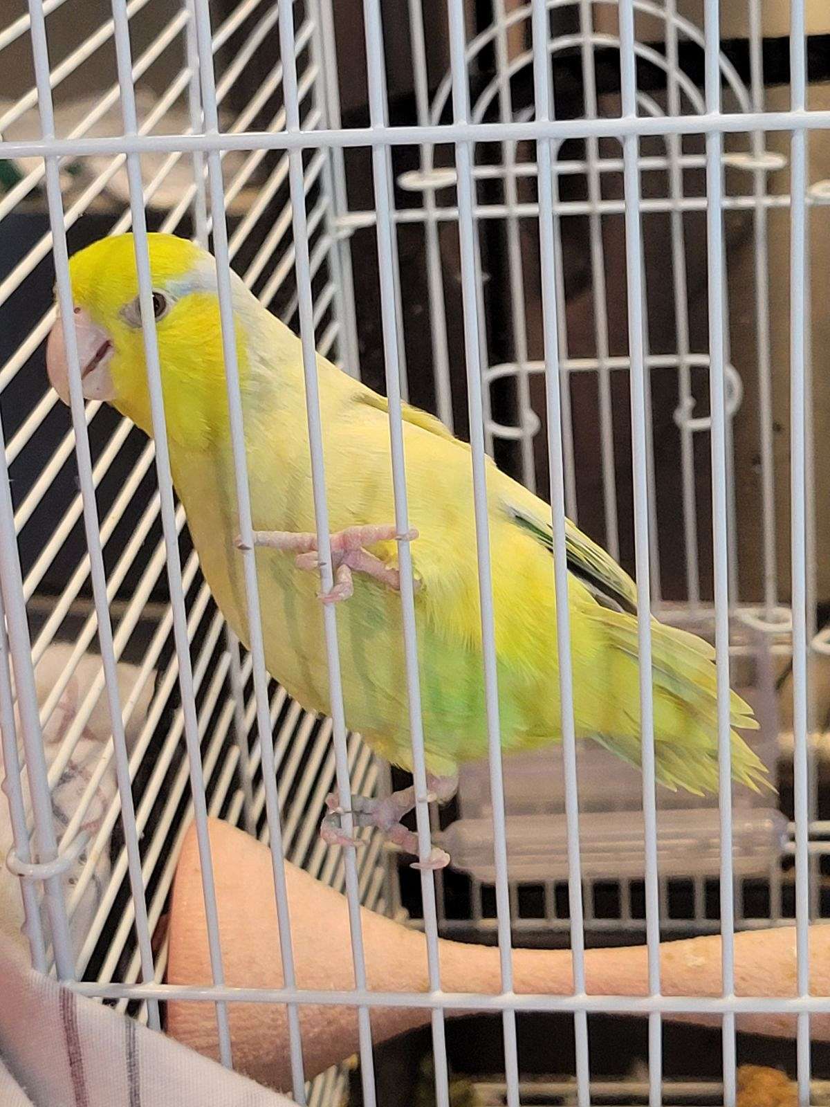 Parrotlet for sale