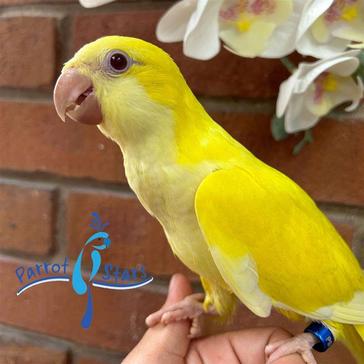 Baby Lutino Quaker Parrot Available at Parrot Stars