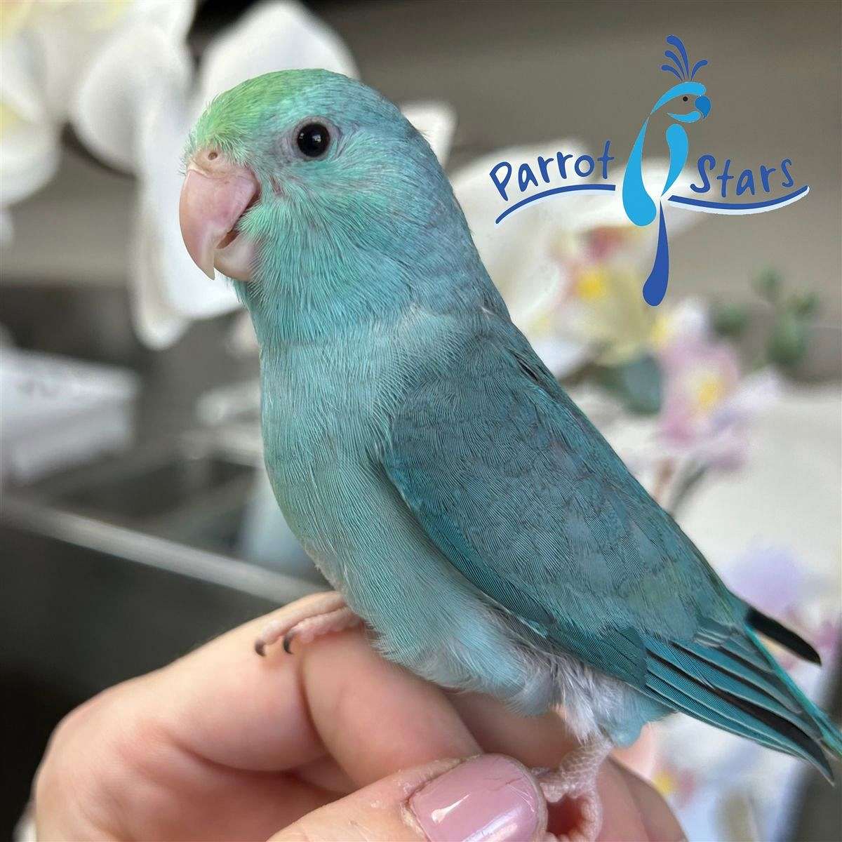 Baby Turquoise Parrotlet Available at Parrot Stars