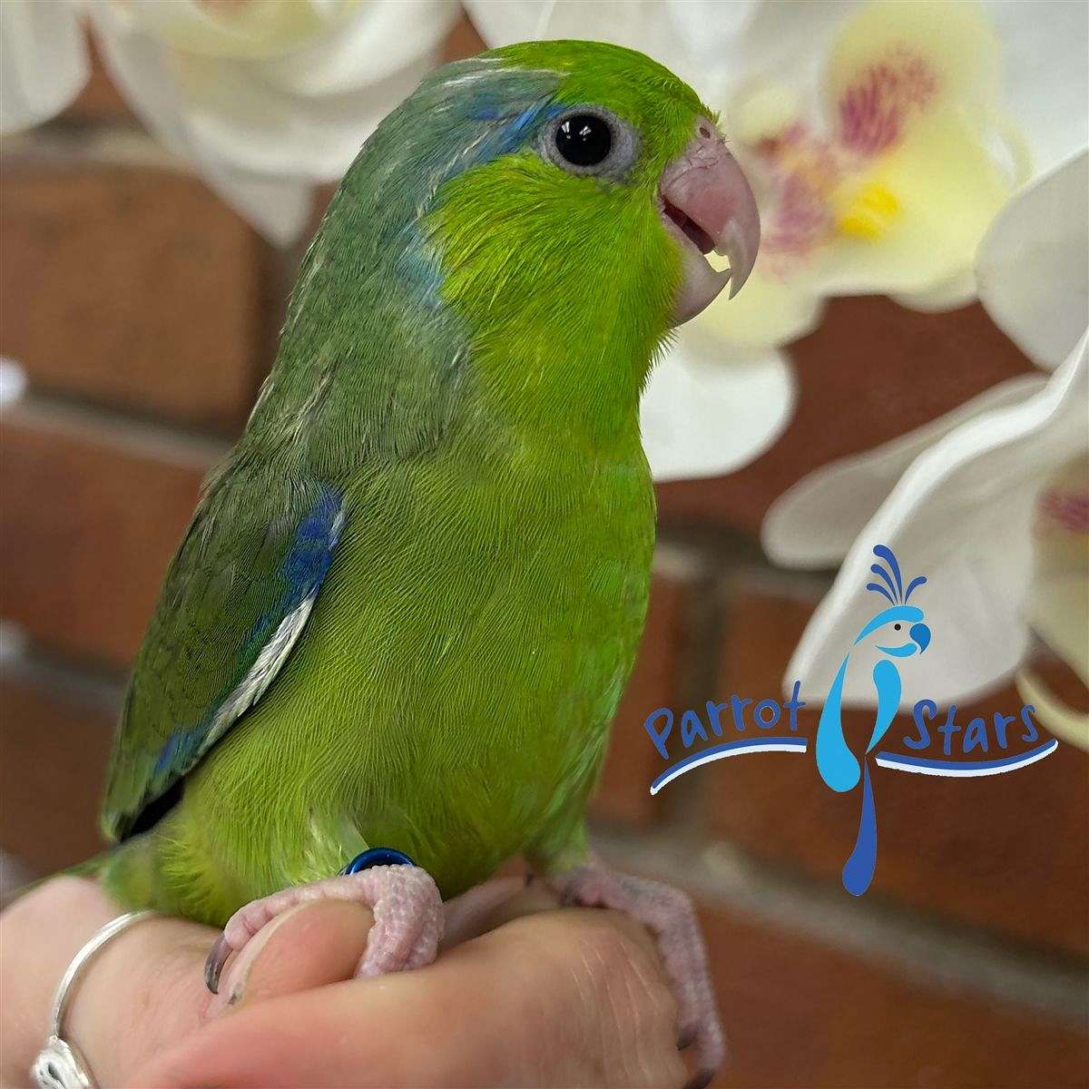 Baby Green Parrotlet Available at Parrot Stars