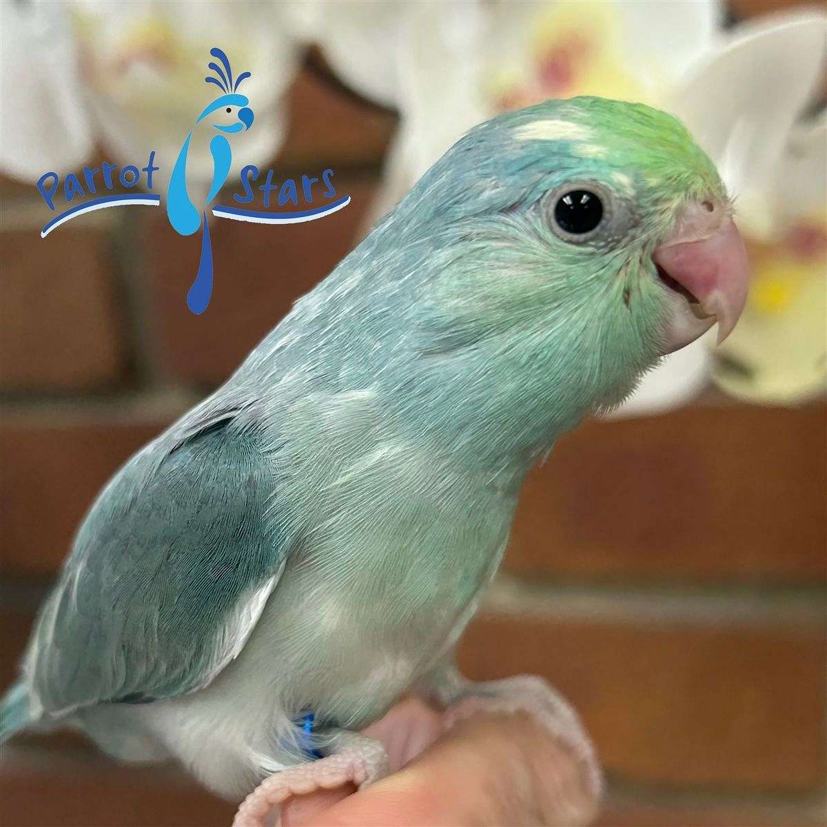 Baby Turquoise Pied Parrotlet Available