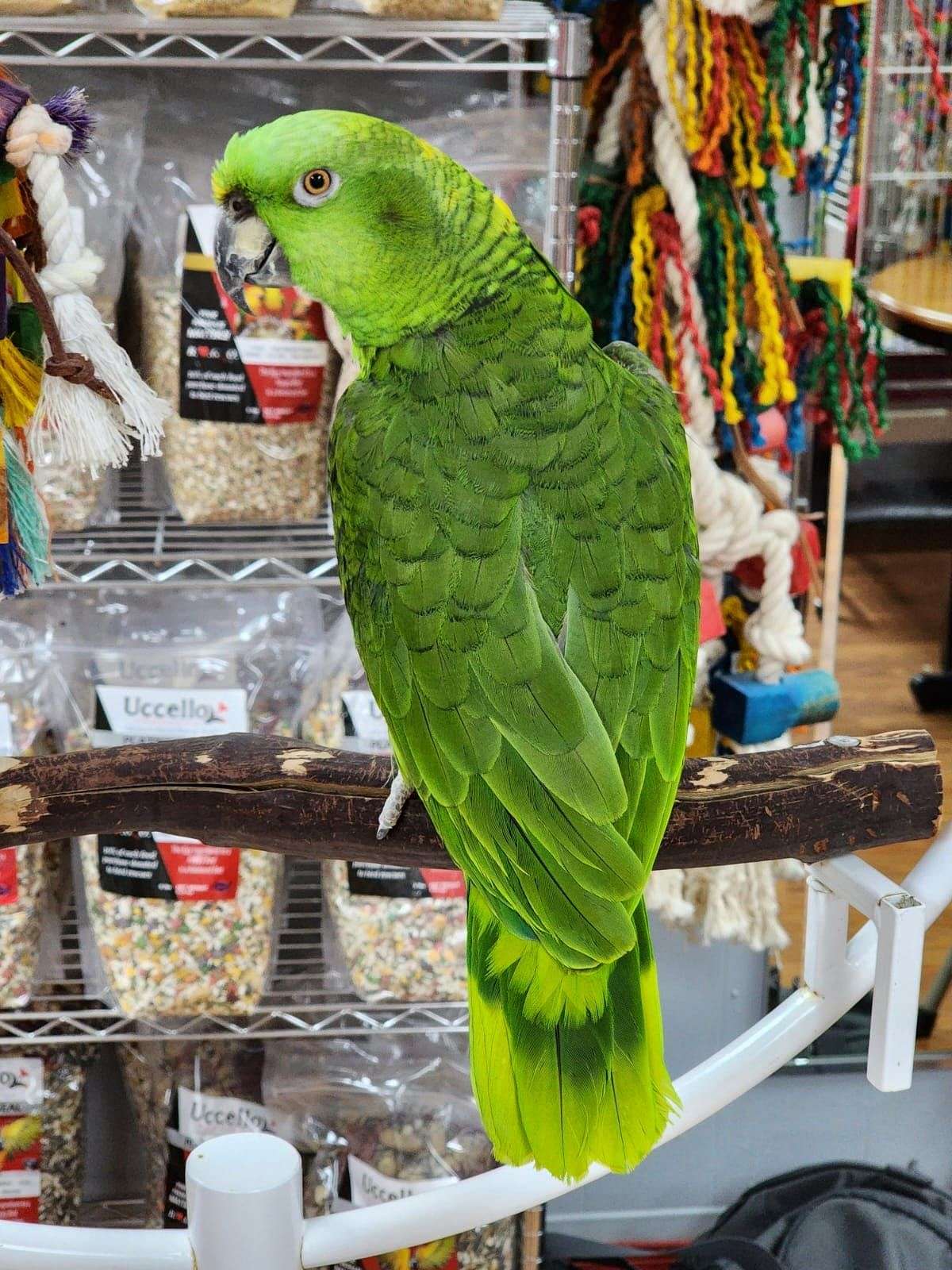 Yellow-Naped Amazon