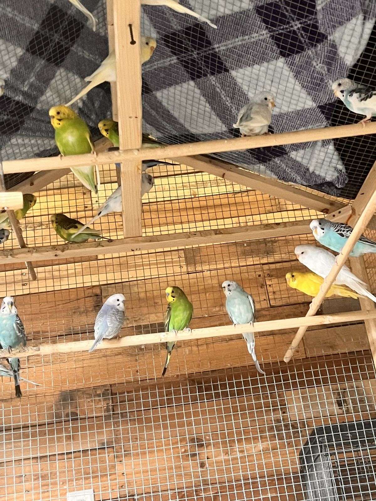 Parakeets