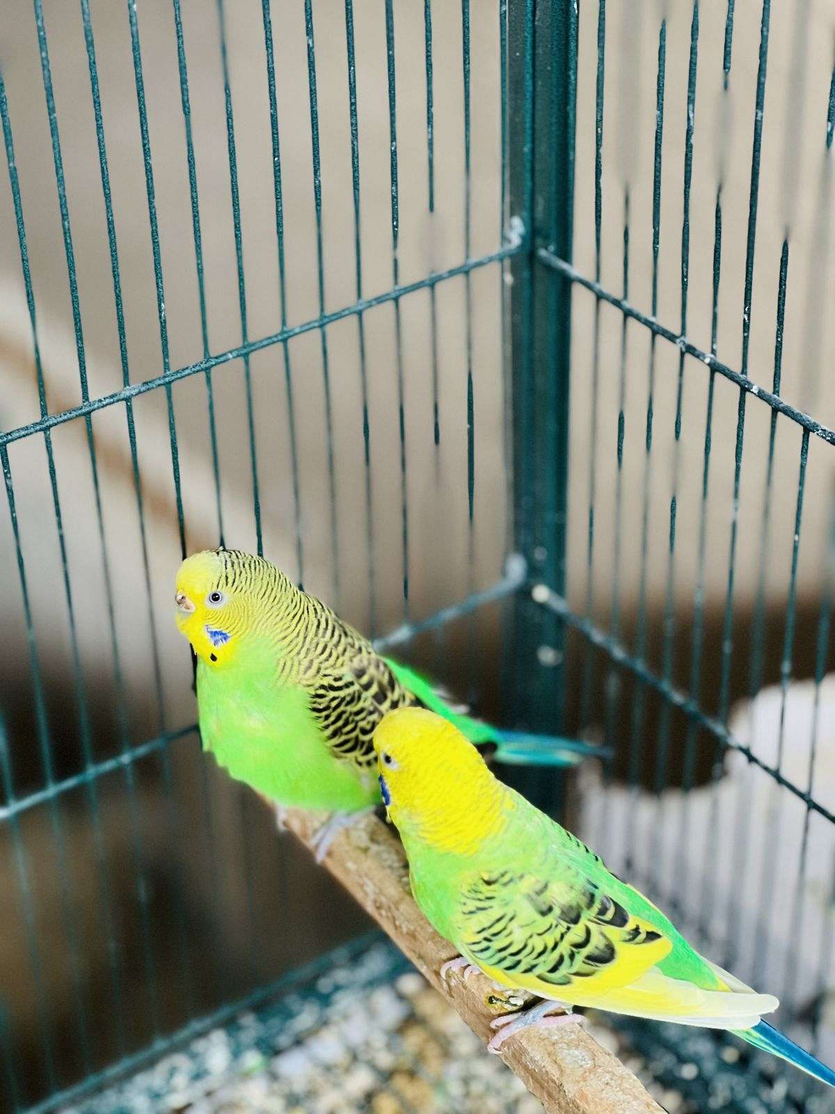 Fancy Budgies