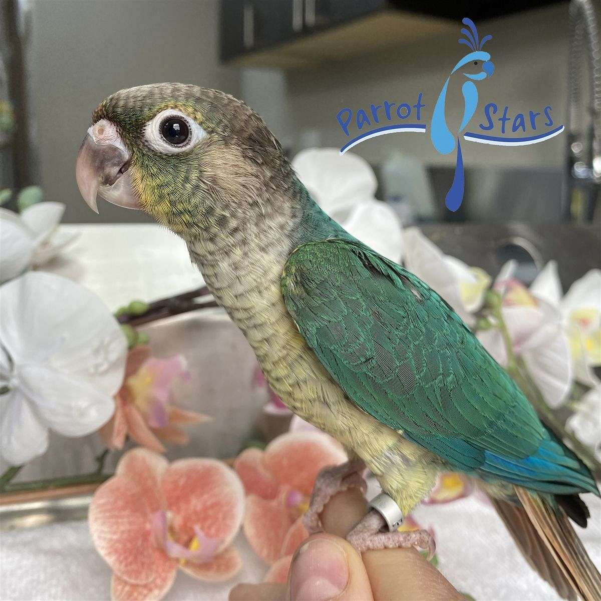 Baby Turquoise Yellow Side Green Cheek Conure Available at Parrot Stars