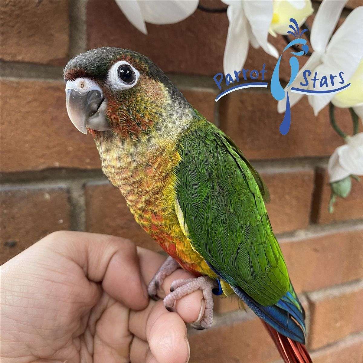 Young Baby Yellow Side Green Cheek Conure Available at Parrot Stars