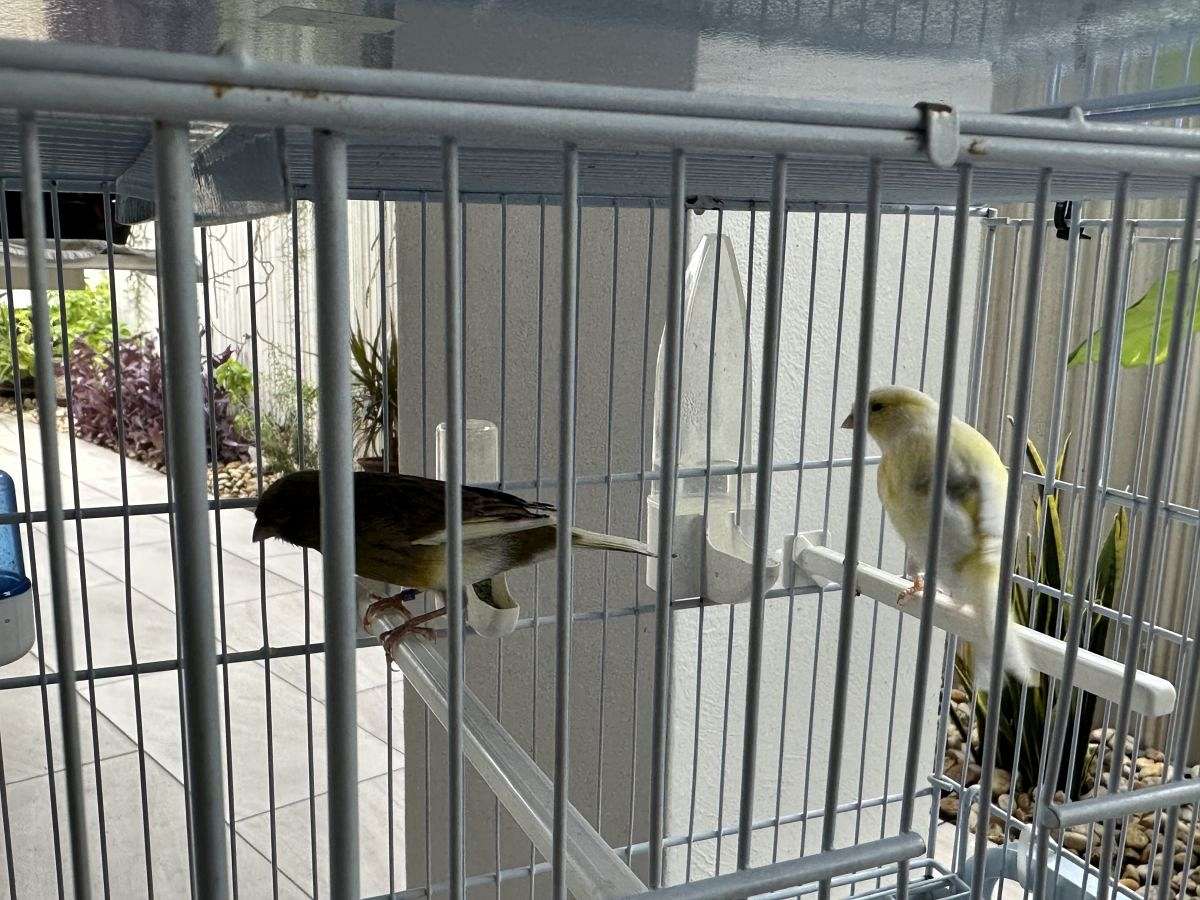 Canaries for sale - sold separately