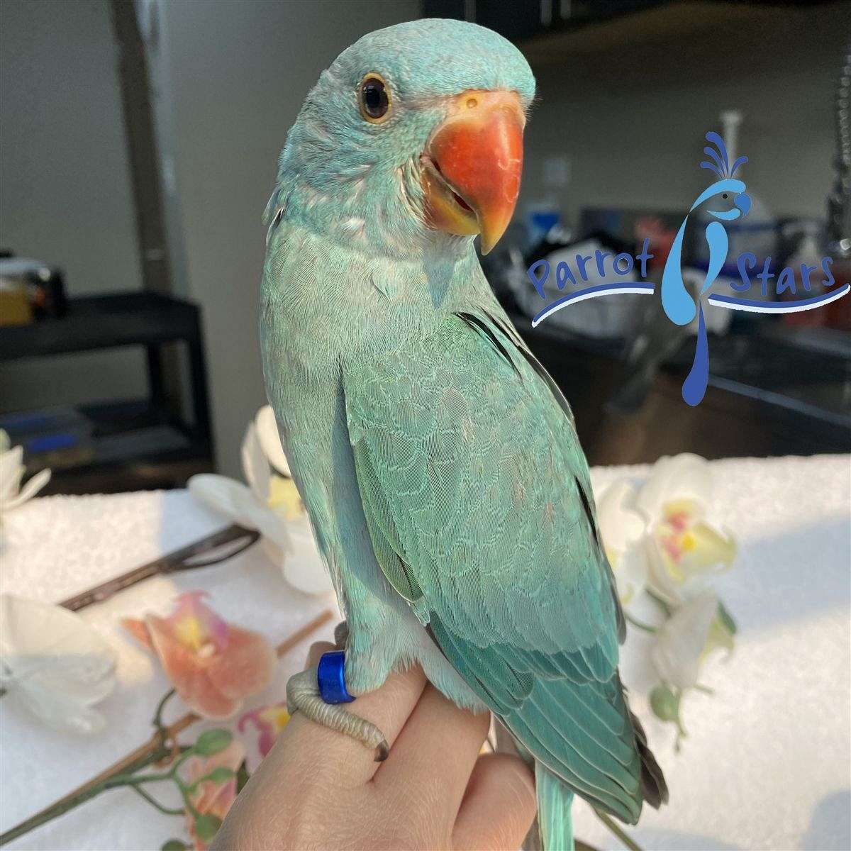 Baby Blue Turquoise Indian Ringneck Available at Parrot Stars