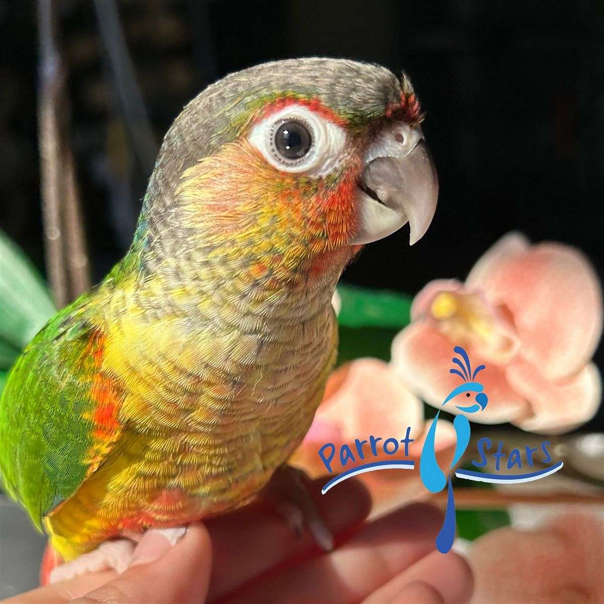 Young Baby Yellow Side Green Cheek Conure Available Parrot Stars