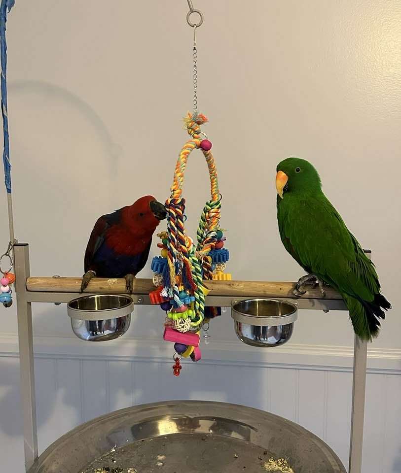 Solomon Island Eclectus Parrots Male and Female