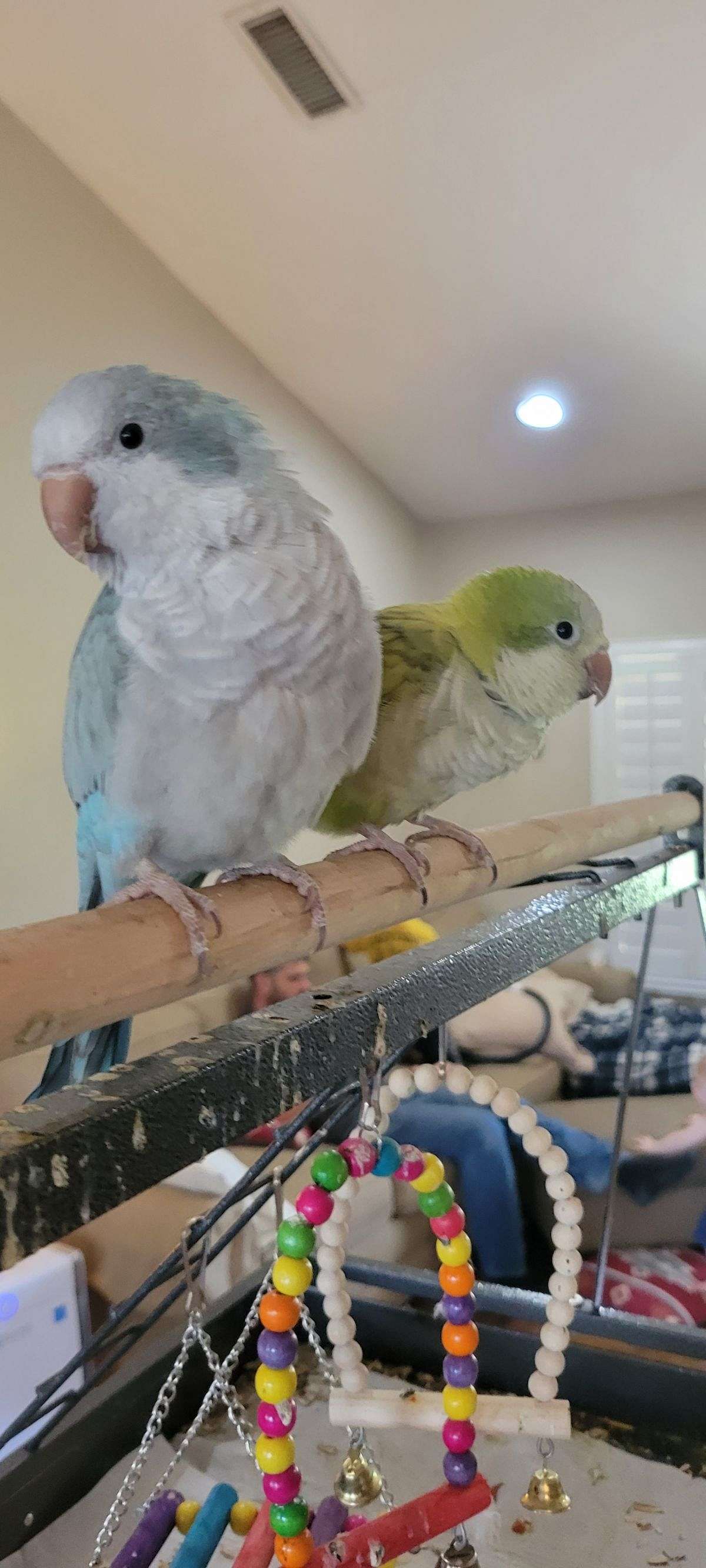Two juvenile quaker parrots