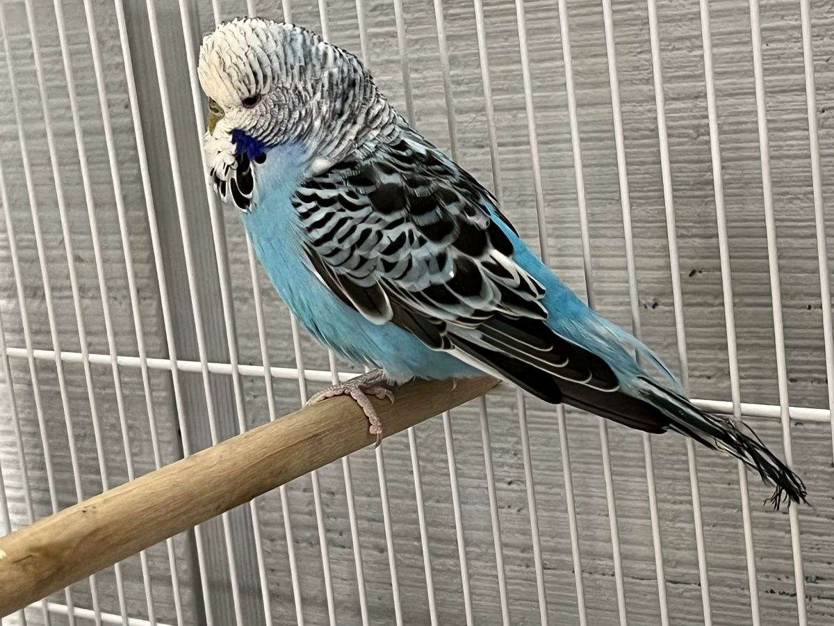 English Budgie (also American Keets $25)
