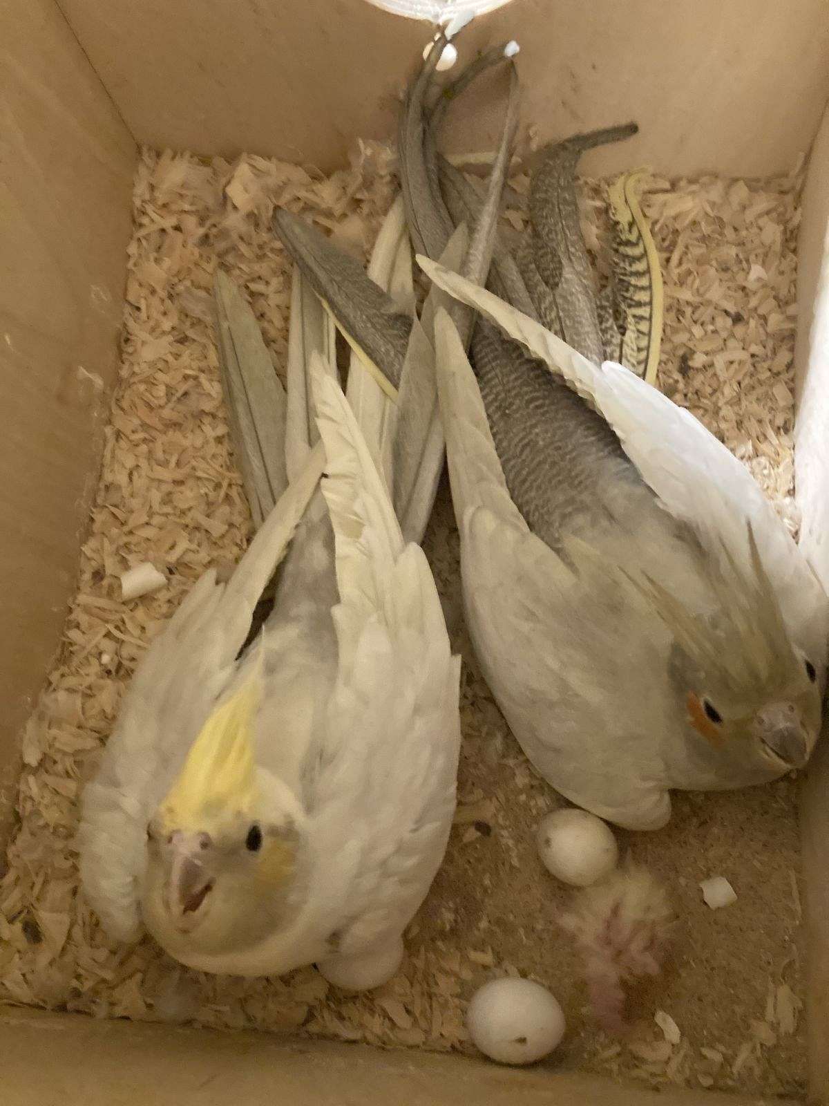 Proven Emerald Cockatiel Hen