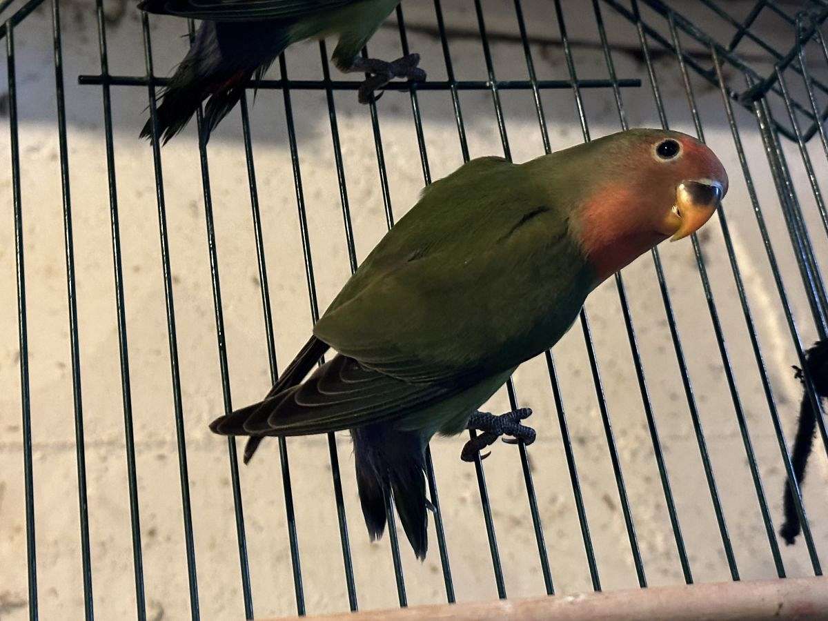 Lovebird for sale