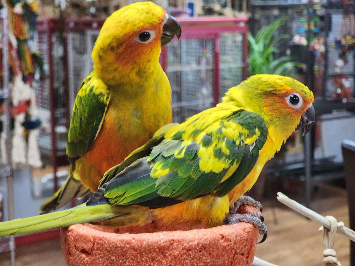 Sun Conure Babies