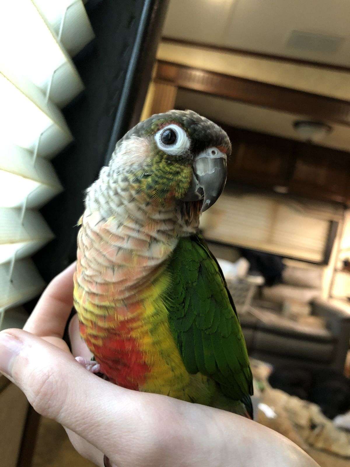 Green cheek conure