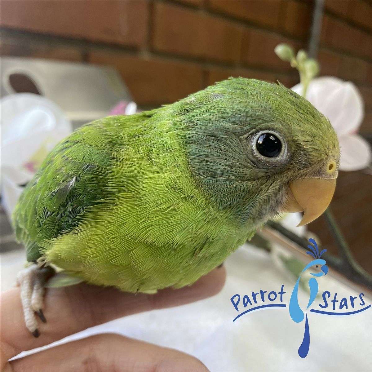 Baby Plum Headed Parakeet Available at Parrot Stars