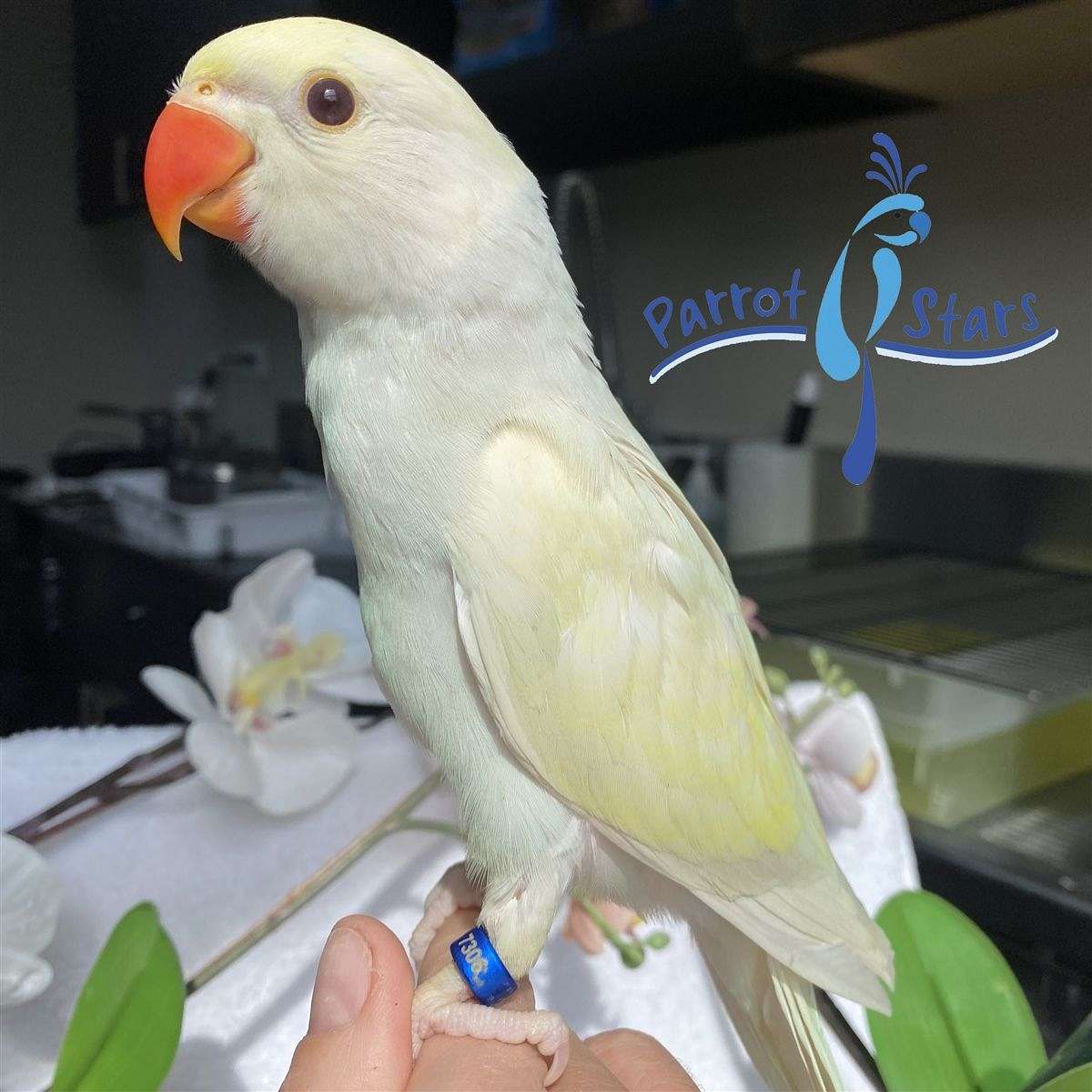 Baby Male Indian Ringneck Available at Parrot Stars