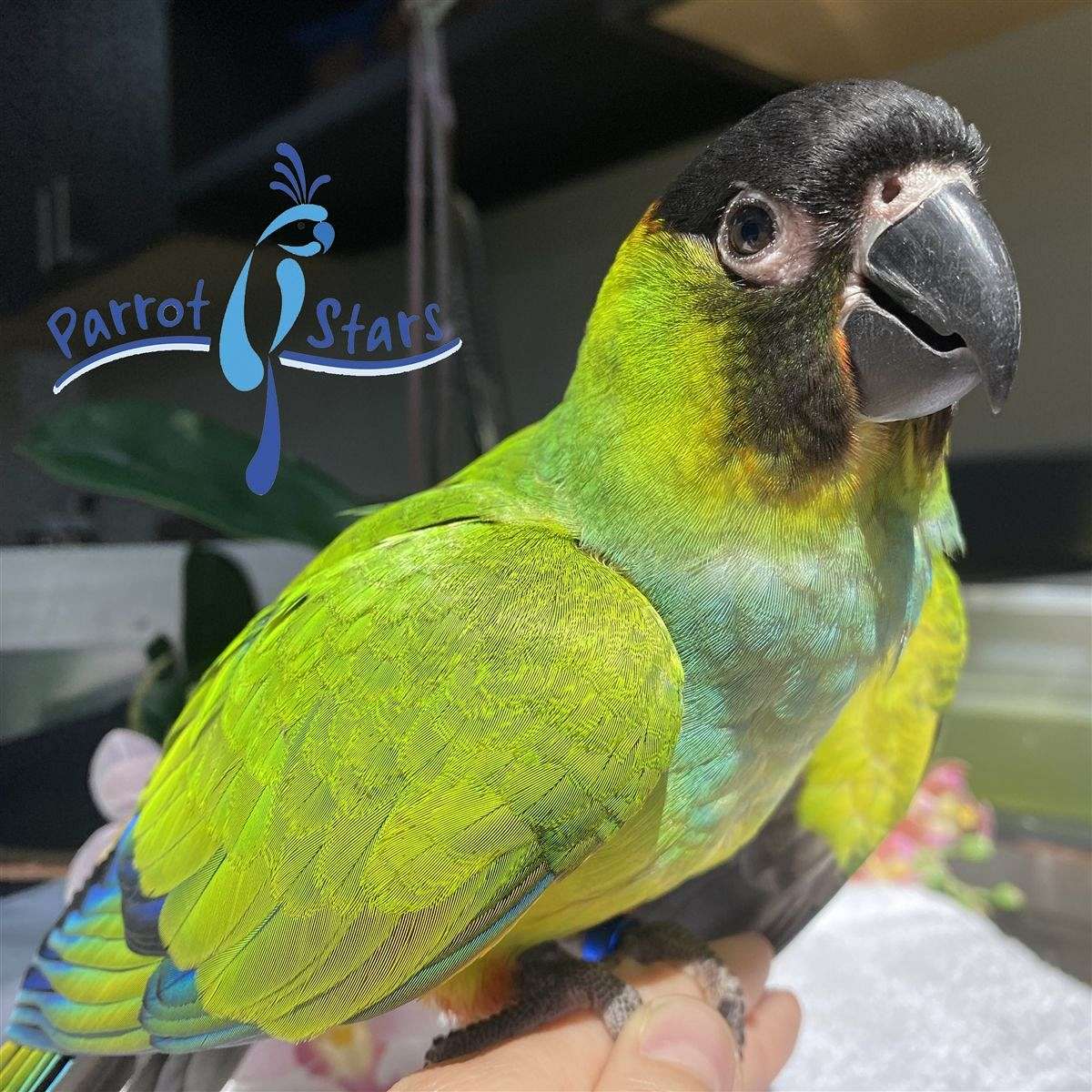 Baby Nanday Conure Available at Parrot Stars