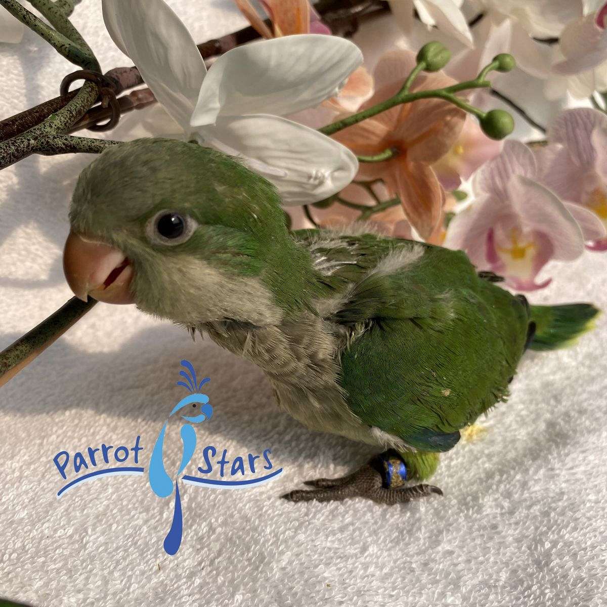 Baby Quaker Available at Parrot Stars