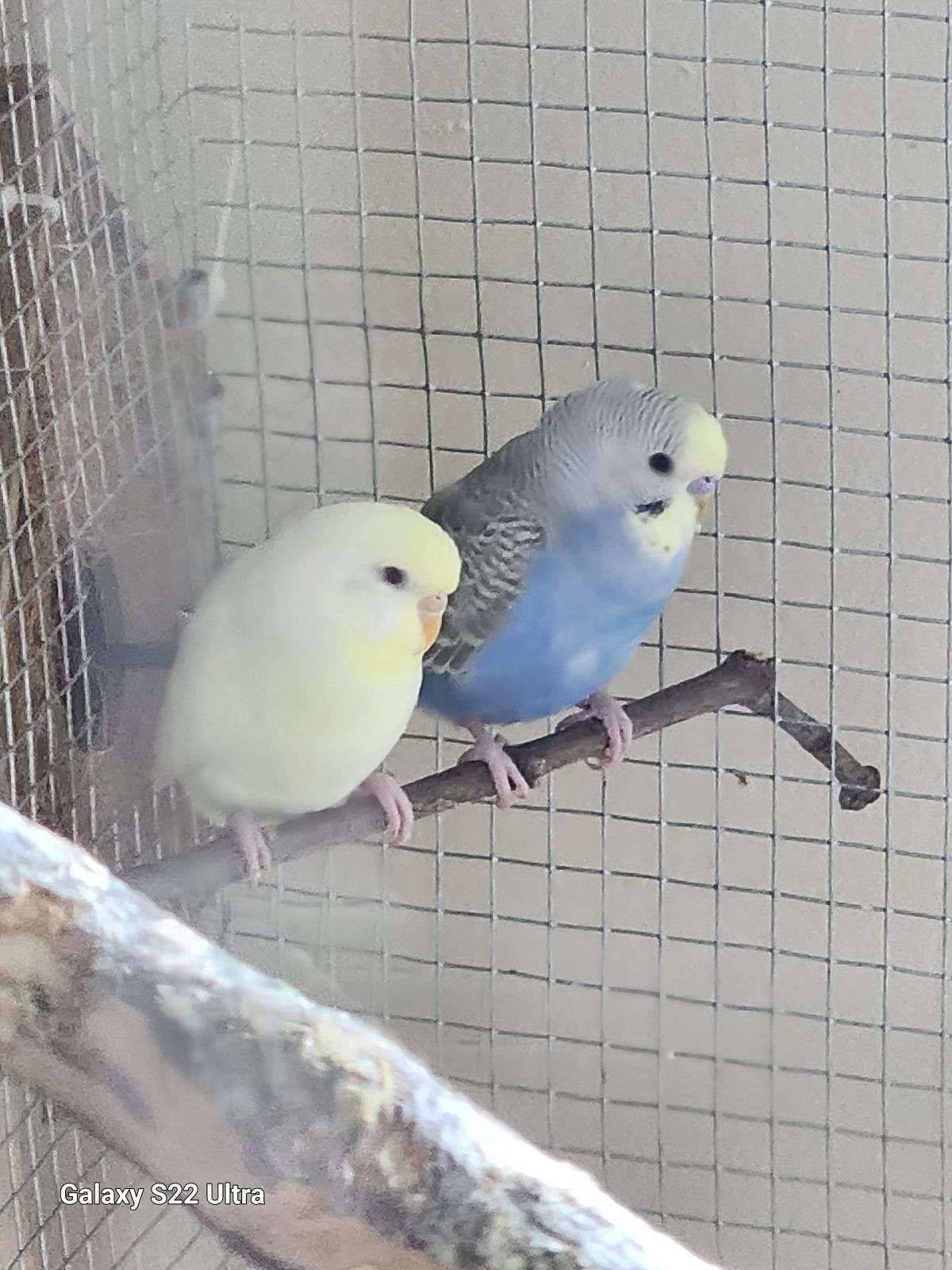 Pair of Rainbow budgies (parakeets)