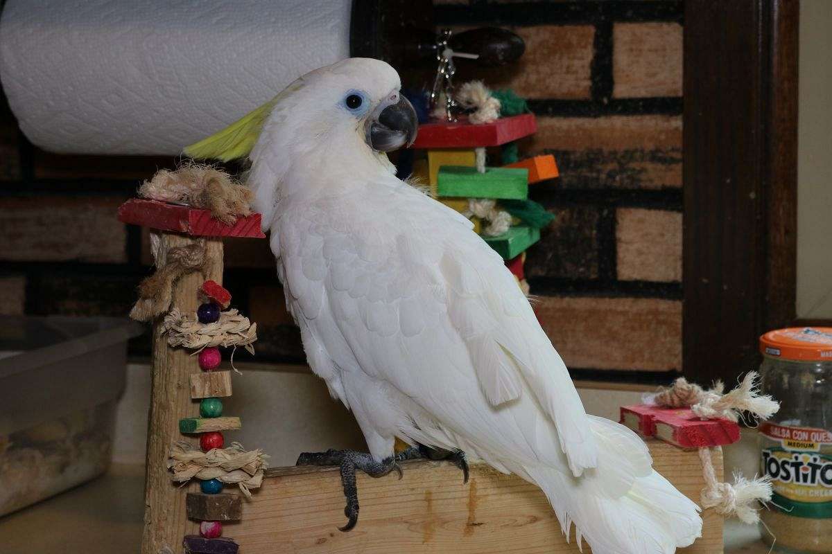 Greater Sulphur Crested Triton Baby - 12 weeks Old