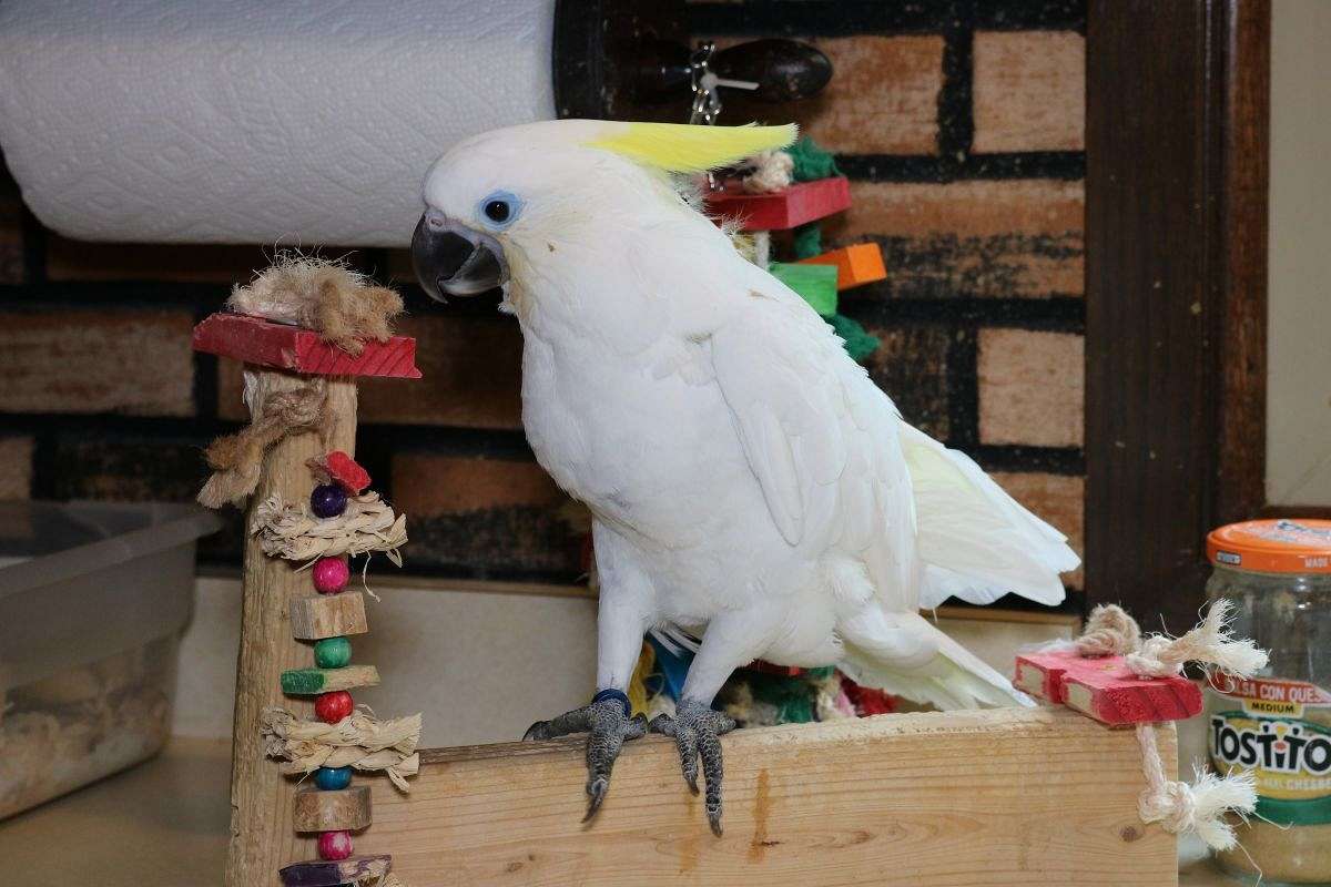 Greater Sulphur Crested Triton Baby - 12 weeks Old