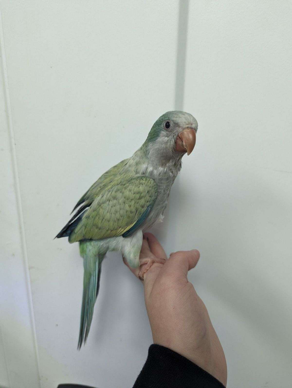Turquoise Quaker
