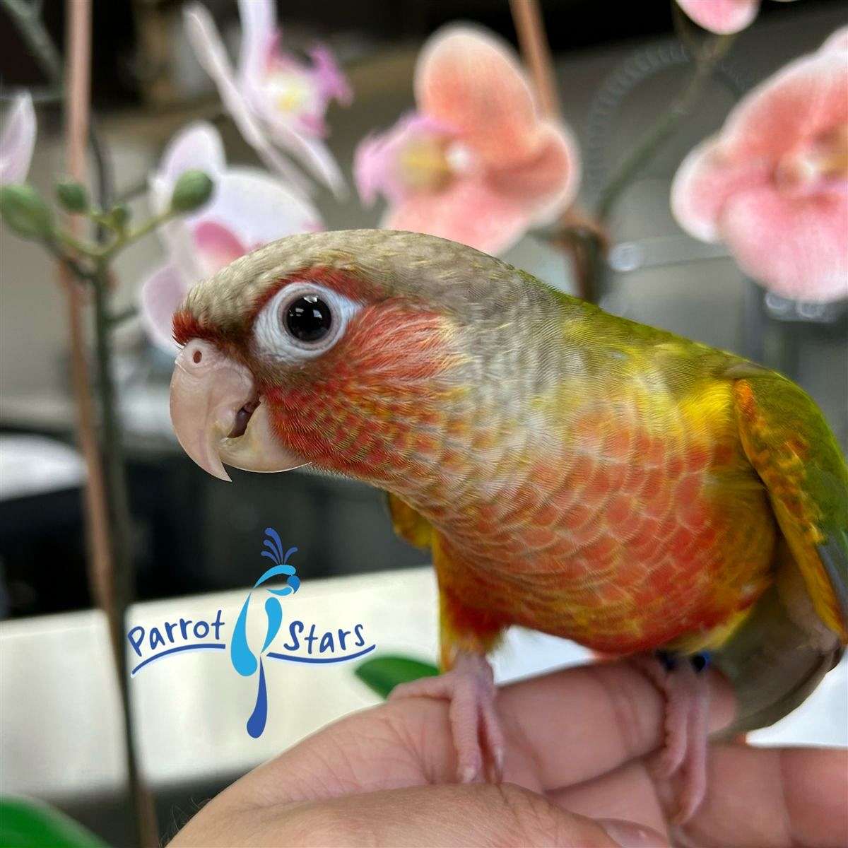 Baby Pineapple Green Cheek Conure Available at Parrot Stars