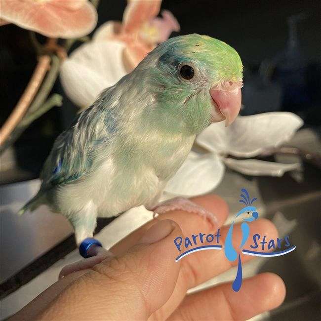 Baby Male Turquoise Pied Parrotlet Available at Parrot Stars