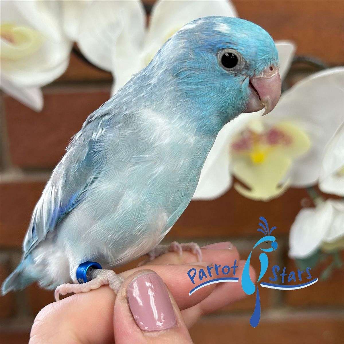 Baby Male Blue Pied Parrotlet Available at Parrot Stars