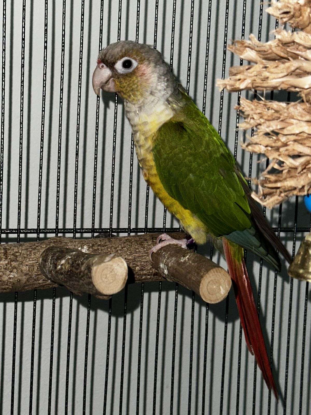Male Conure