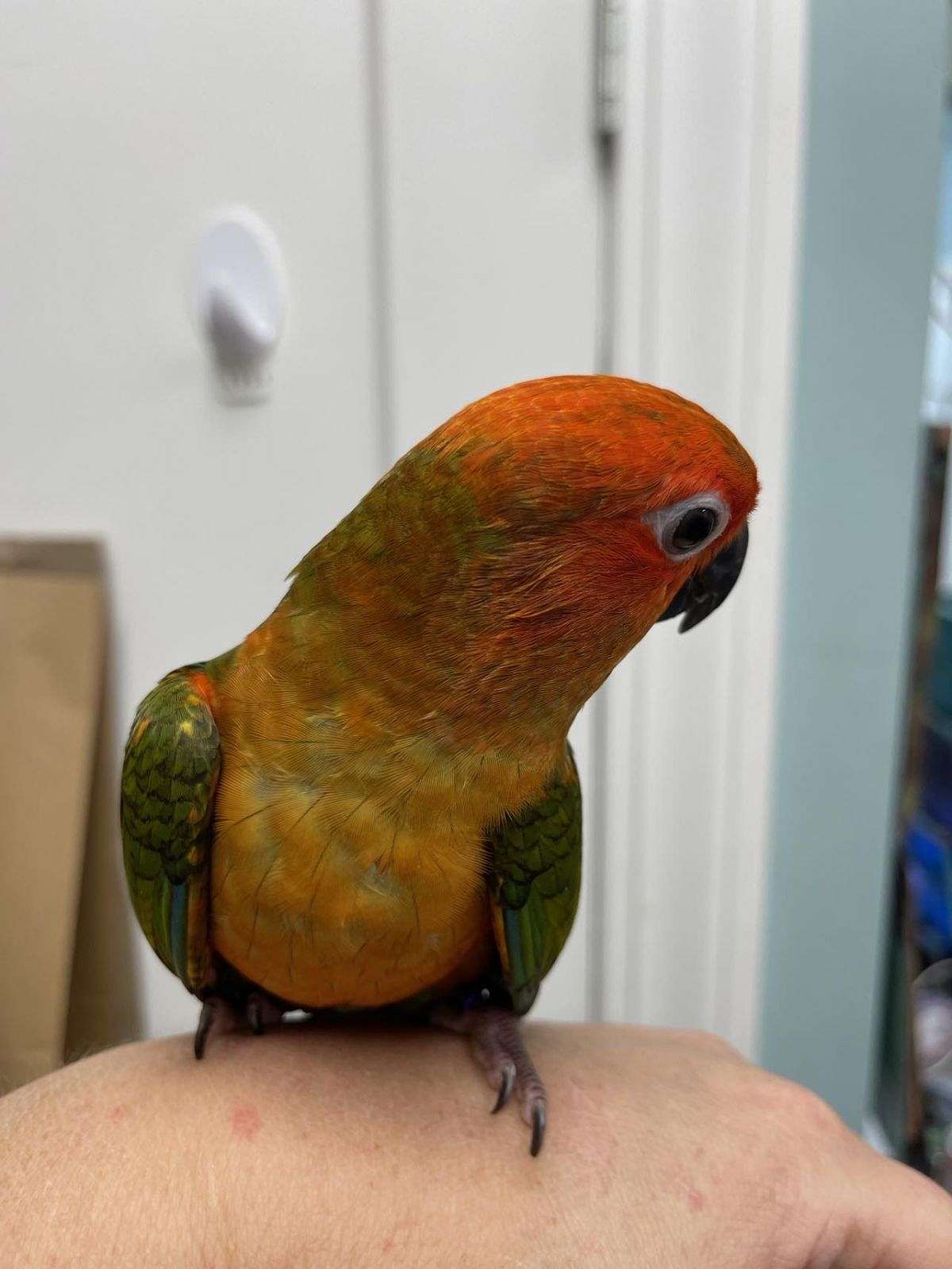 High Red Sun Conure