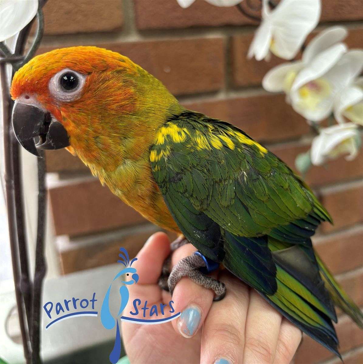 Baby Sun Conure Available at Parrot Stars