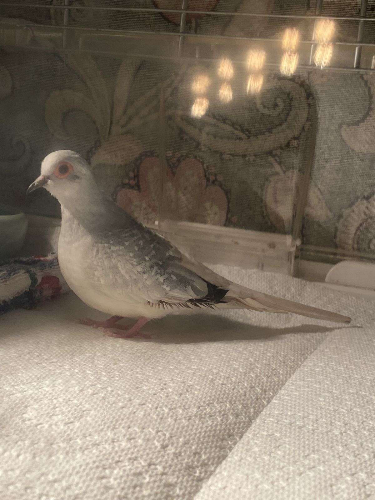 Male Diamond Dove for sale