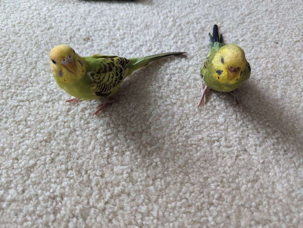 Young Parakeets