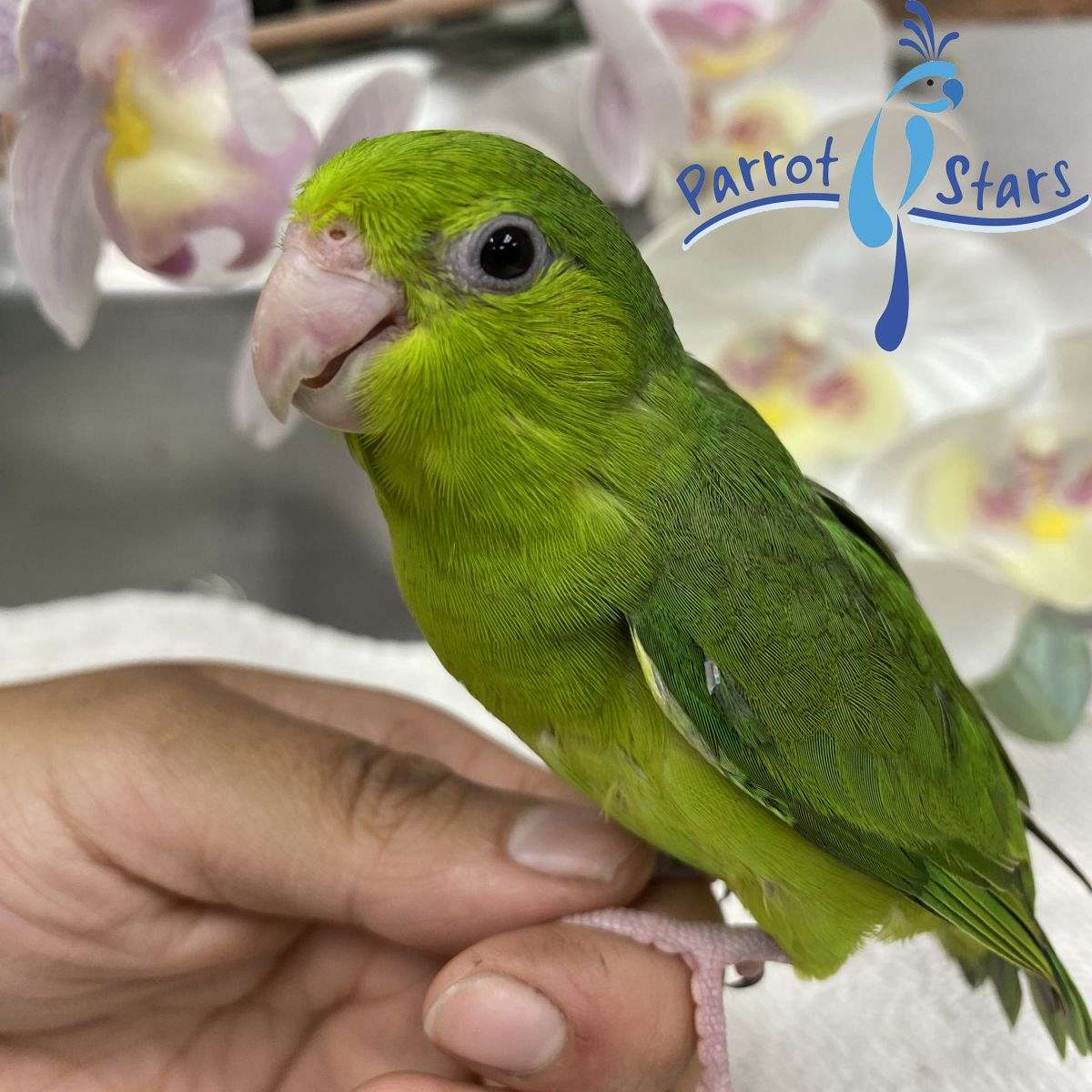 Baby Green Parrotlet Available at Parrot Stars