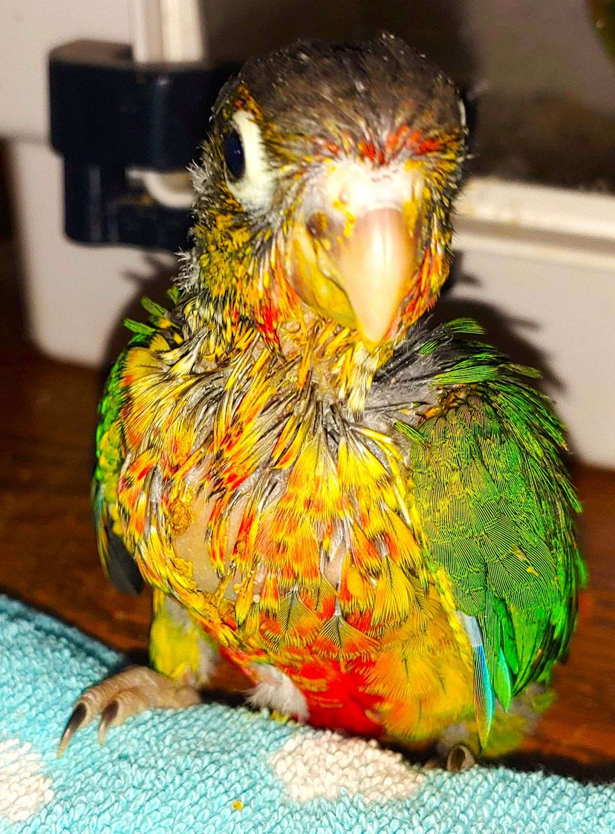 New Baby Green Cheeks