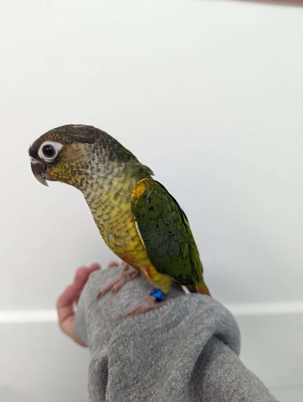 Green Cheek Conure