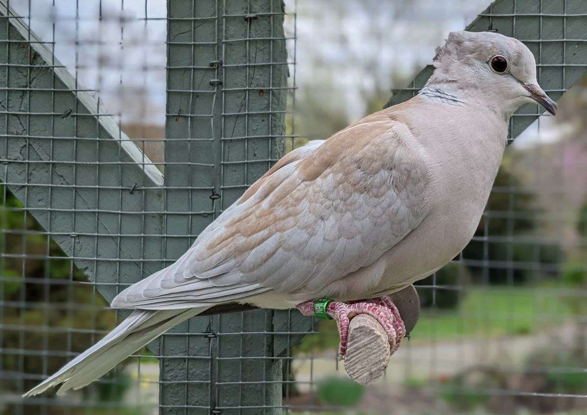 Bonded Ringneck Dove Pair