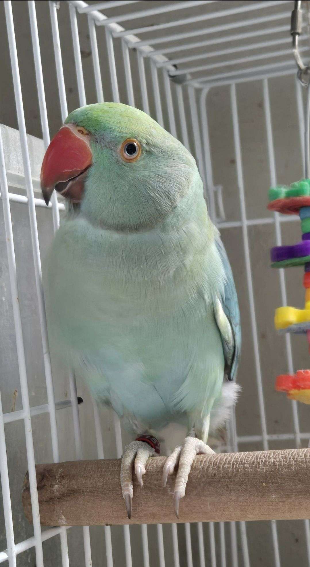 Indian Ringneck Babies