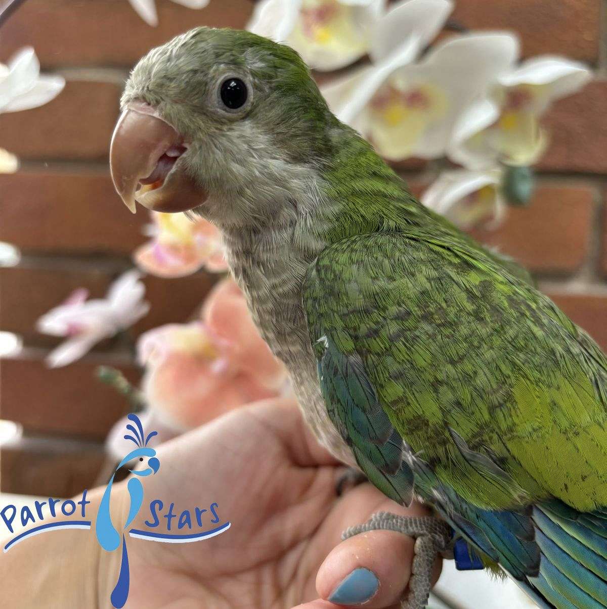 Baby Green Quaker Parrot Available at Parrot Stars!