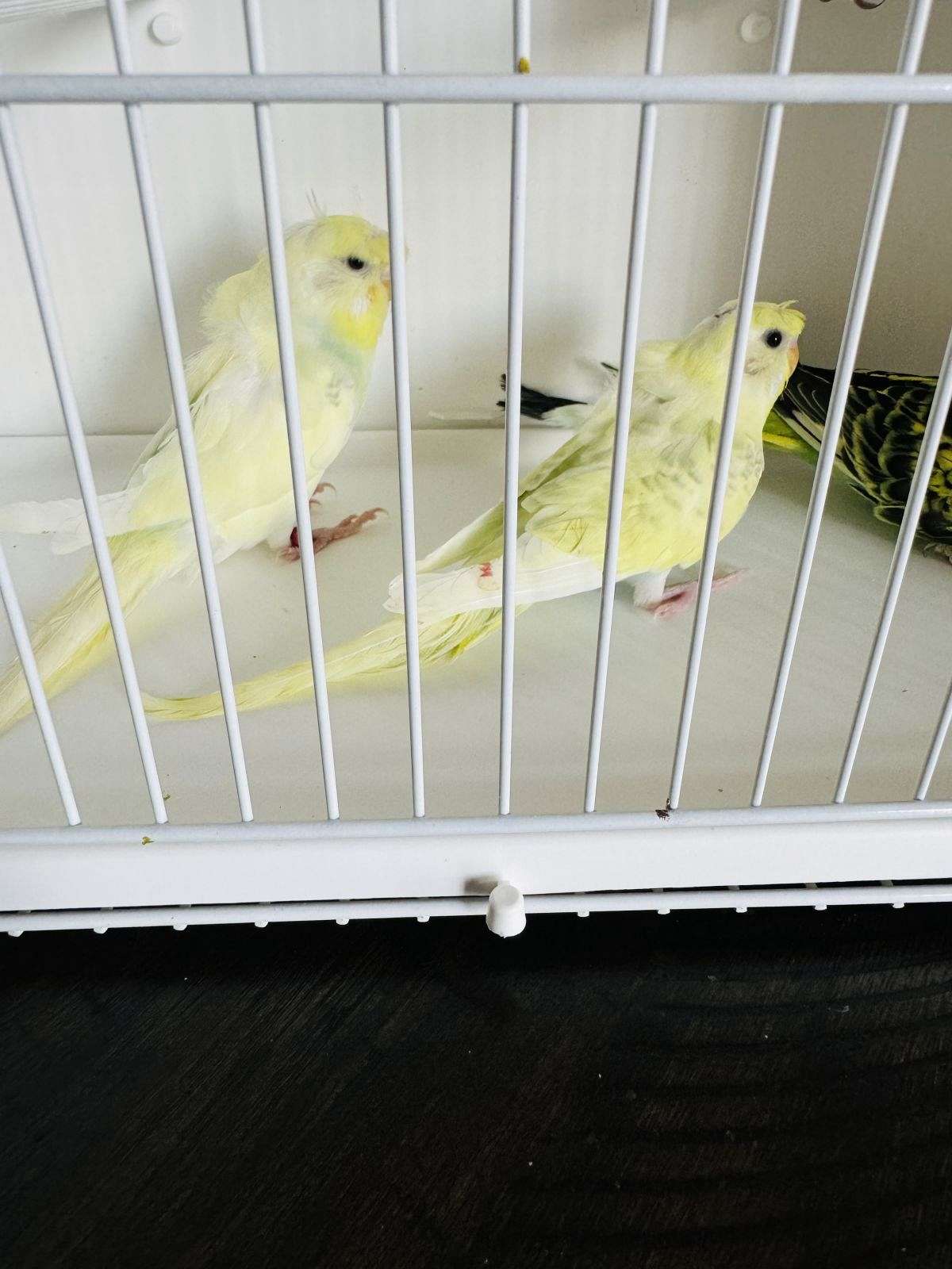 Young crested budgies Available
