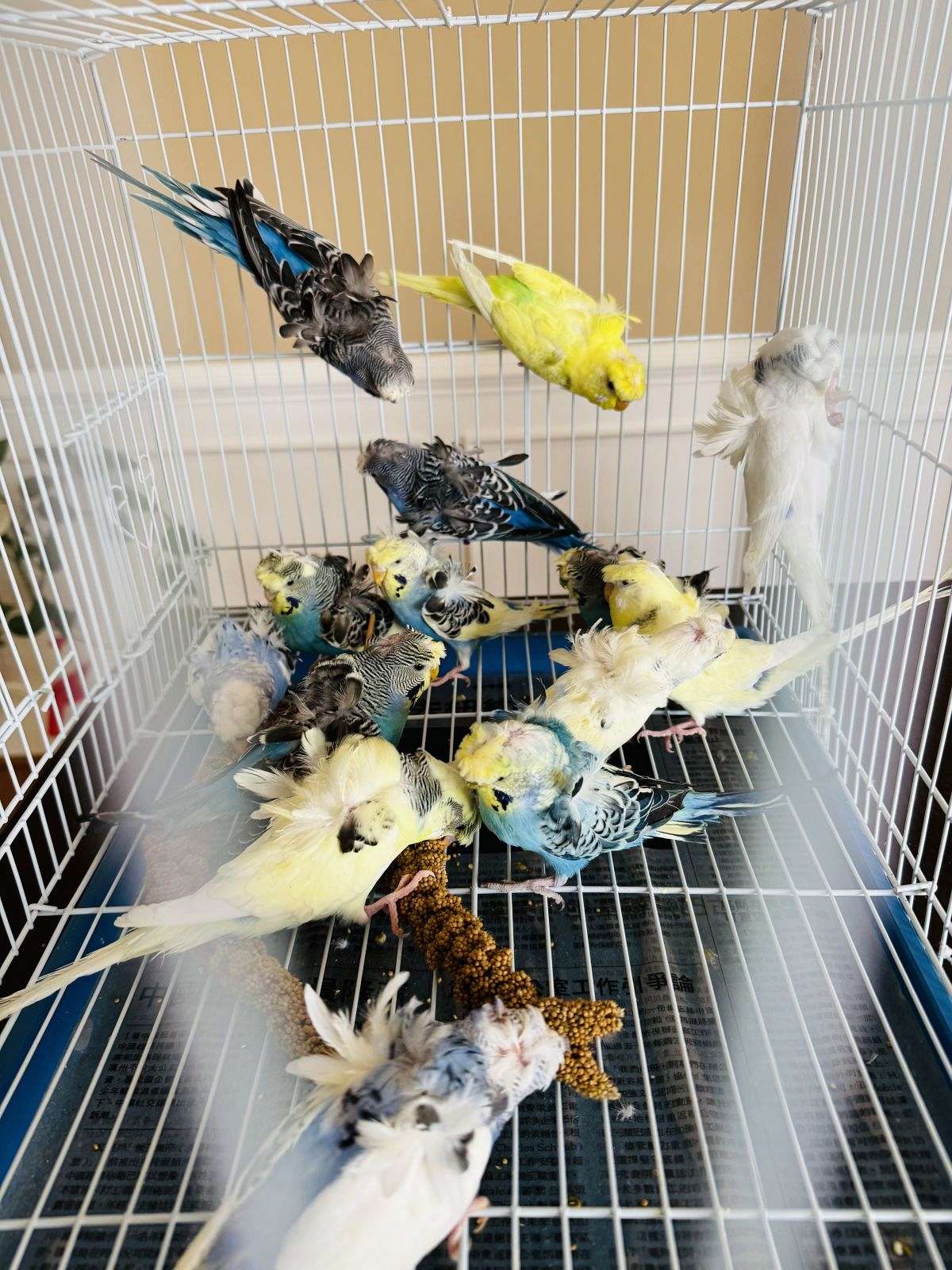 Rare blackwing budgie available