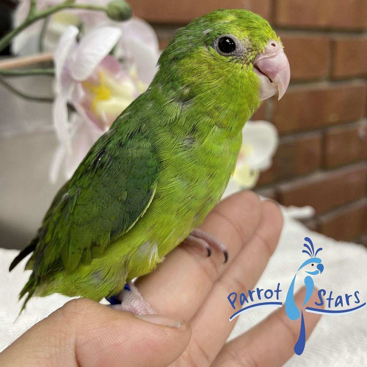 Baby Green Pacific Parrotlet Available at Parrot Stars!