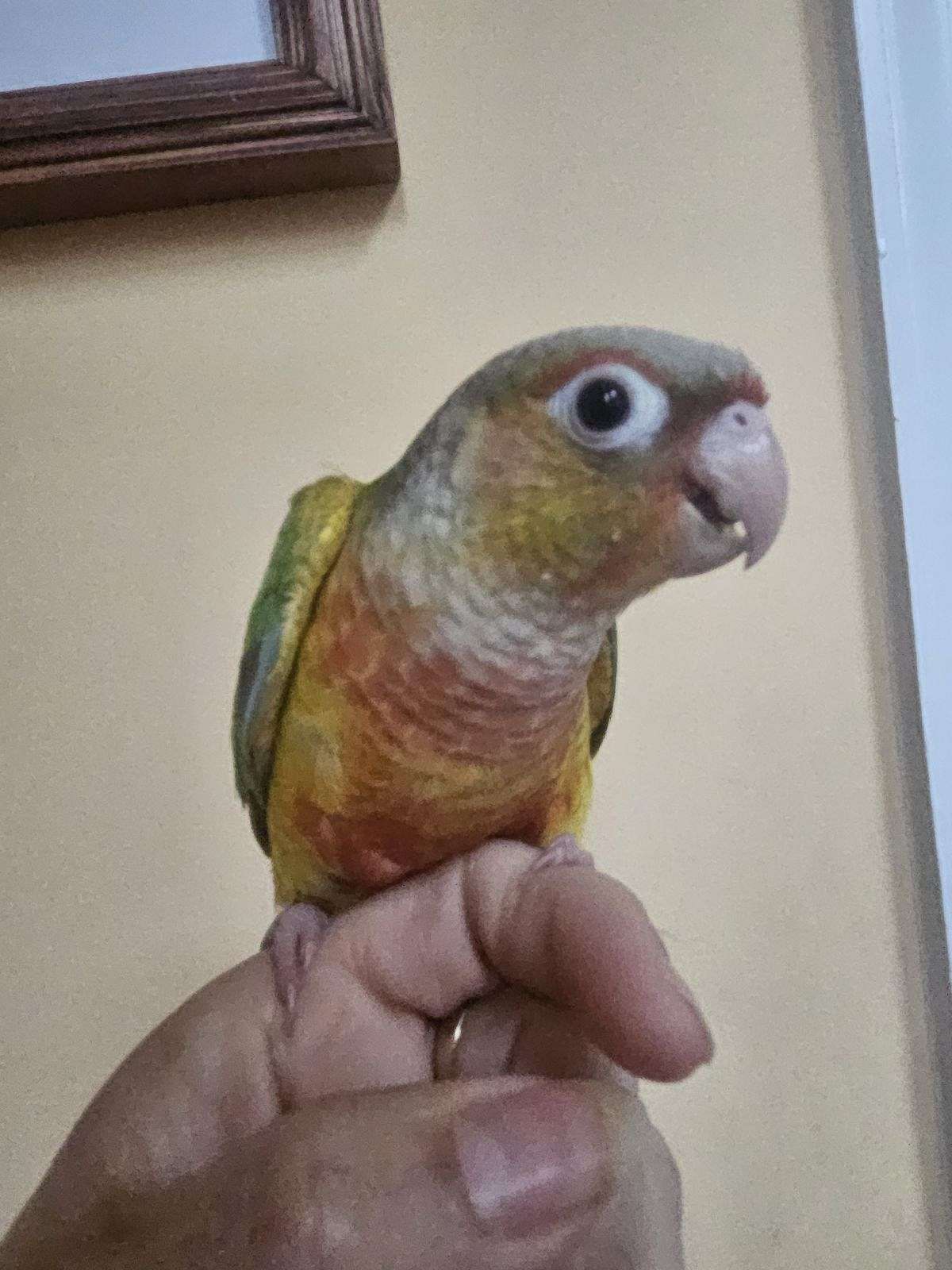 Pineapple green cheek conure