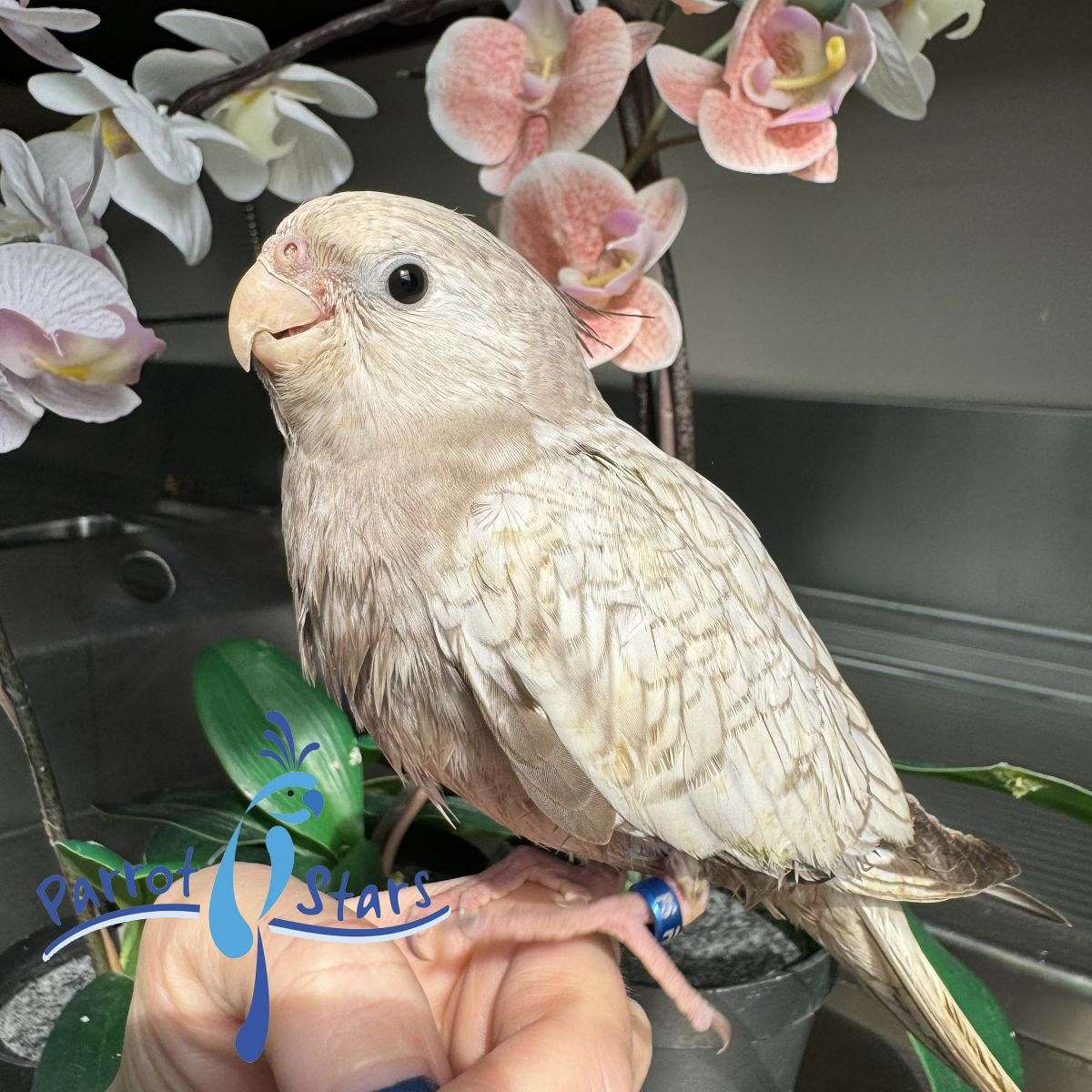Baby White Face Cinnamon Pearl Cockatiel available at Parrot Stars!